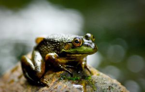 Pet Frog: Baw Baw Frog Bred in Captivity