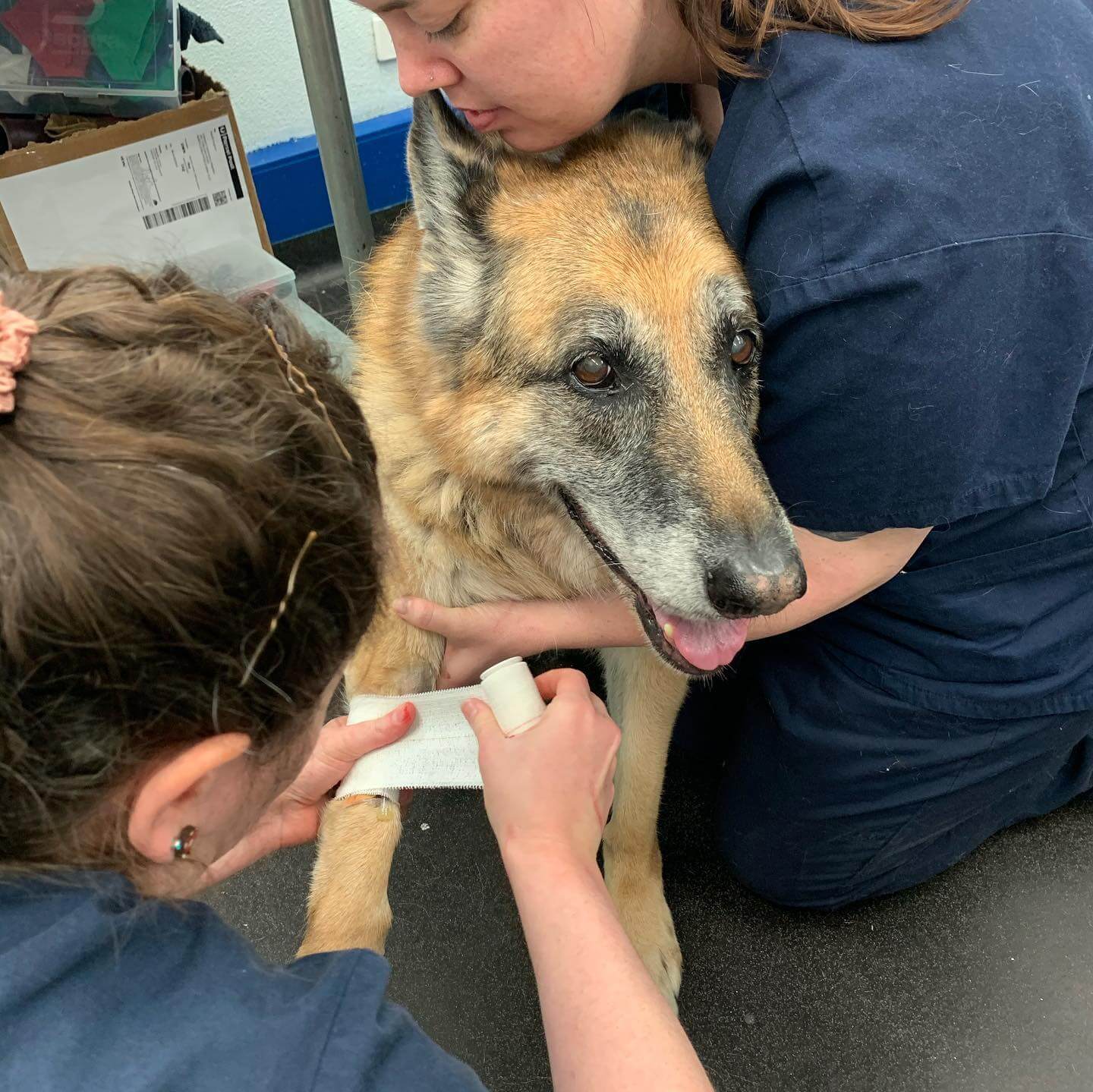 Concord Veterinary Hospital