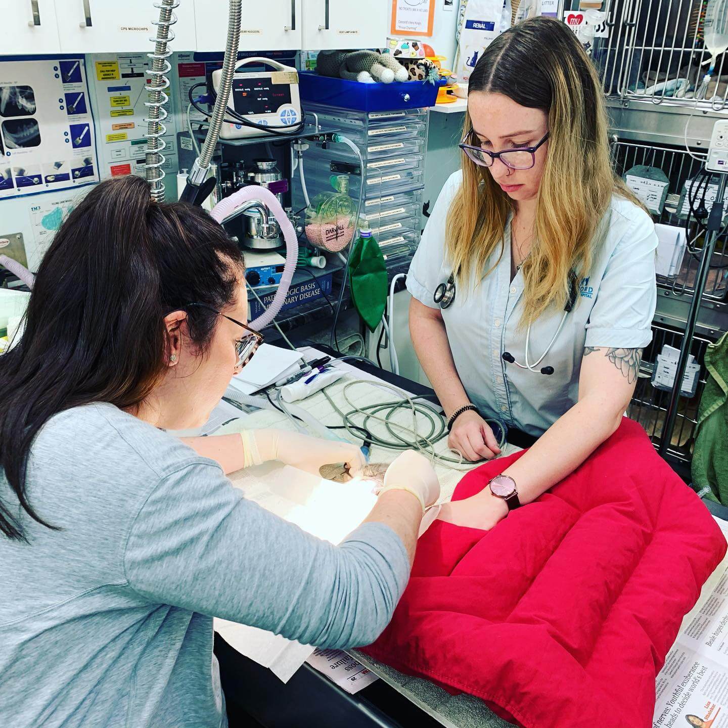 Veterinary Clinic Sydney