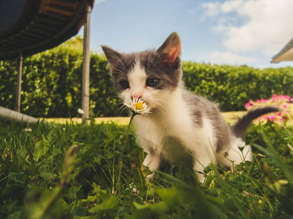 Cat Protection Society Sydney: Adoption, Welfare & Education