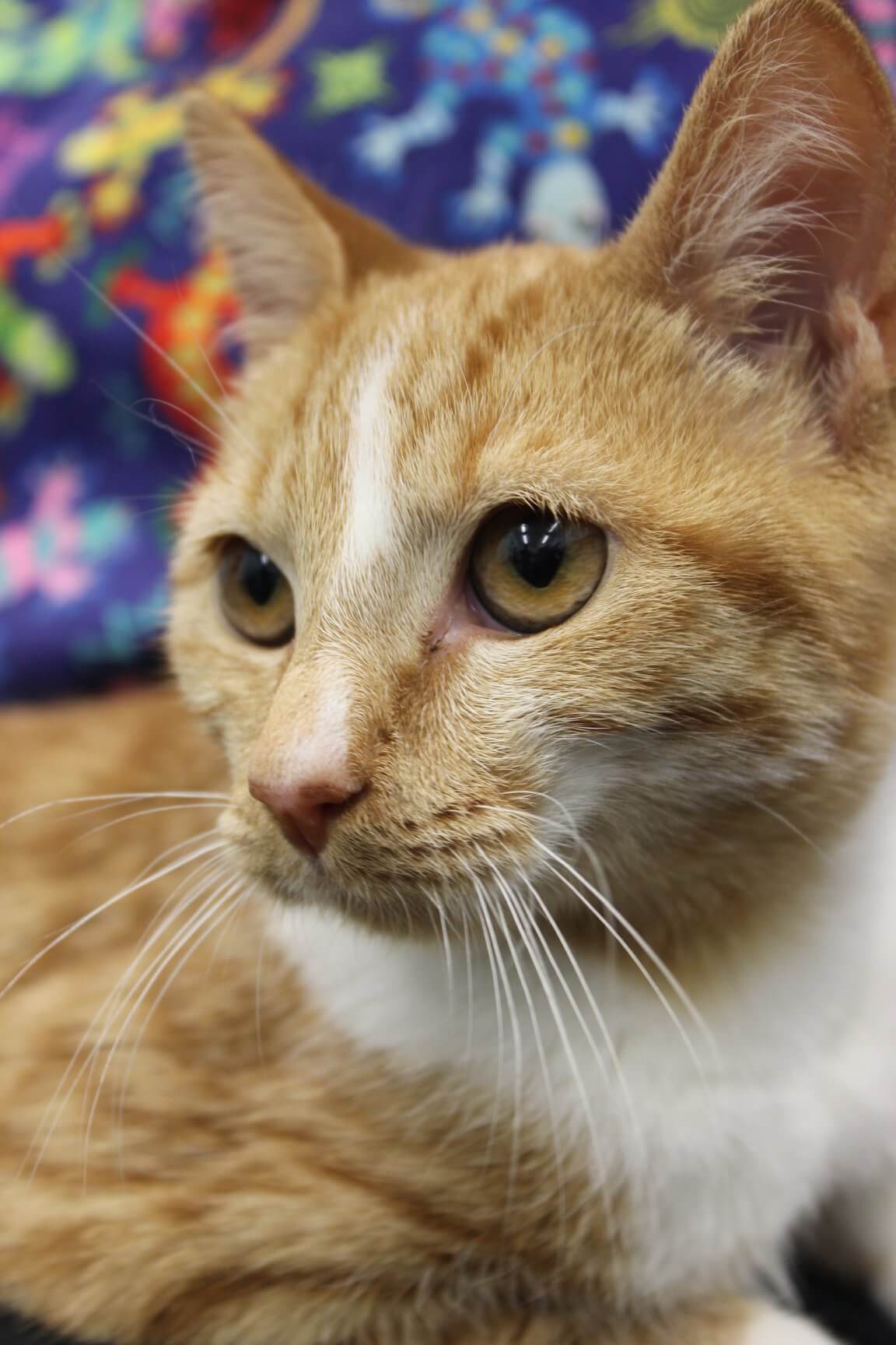 Cat Adoption at Concord Vet | Sydney Location