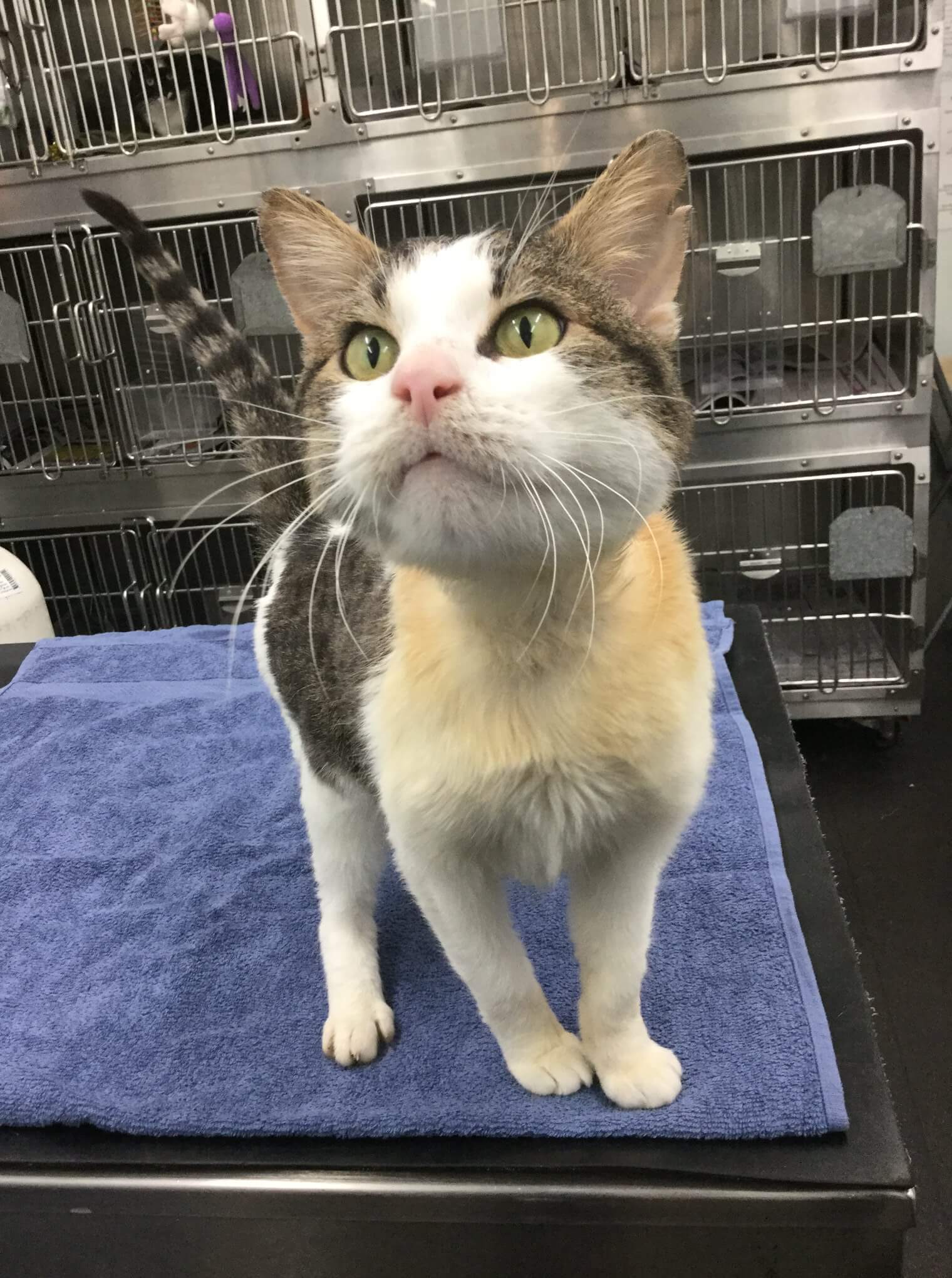 Cat Protection Society NSW Adoption & Care Centre