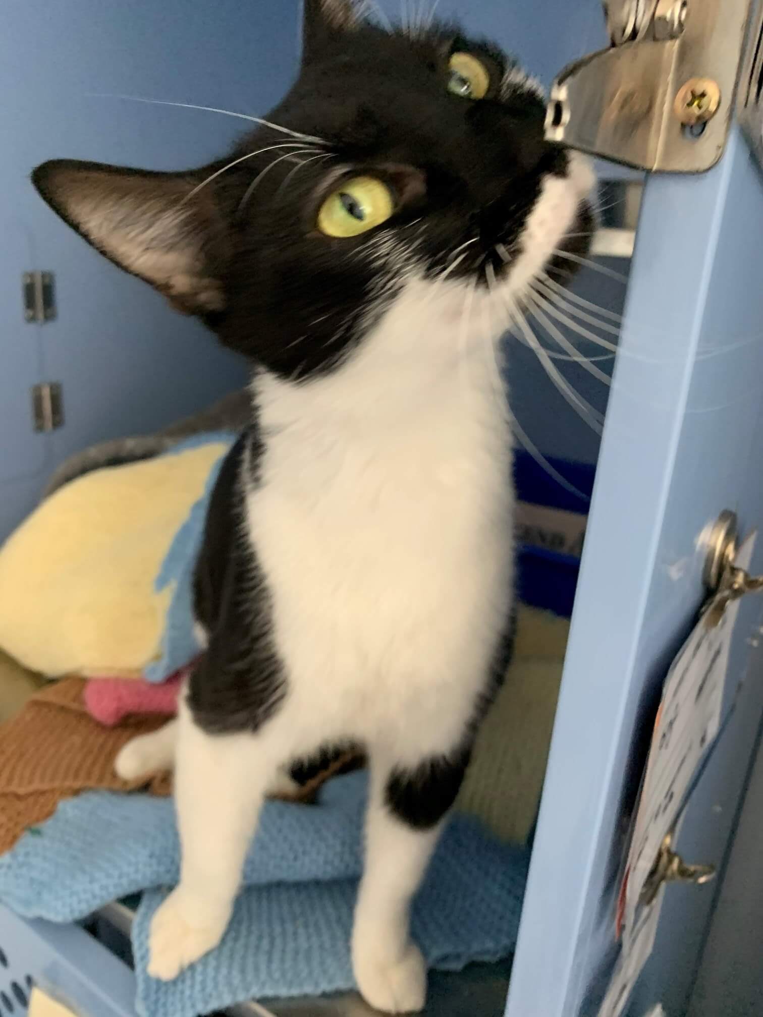 Cat Adoption at Concord Vet | Sydney Location